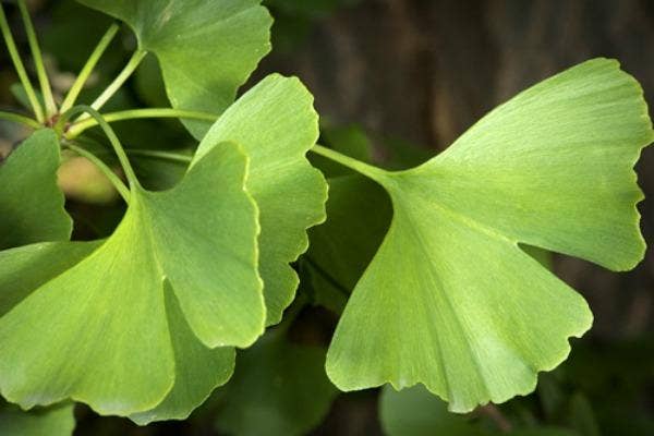 14 Herbs That Will Boost Your Sex Drive Yourtango