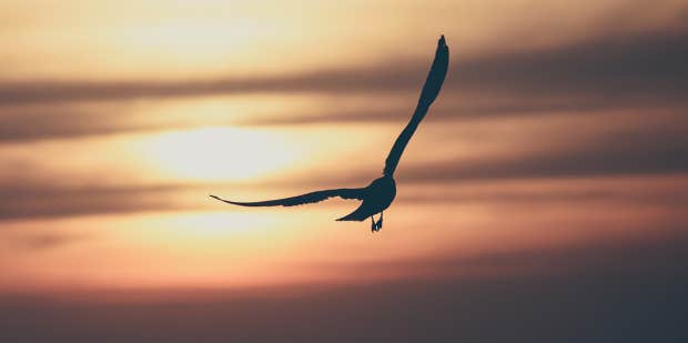 The Spiritual Meaning Of Birds Flying In Front Of You Yourtango